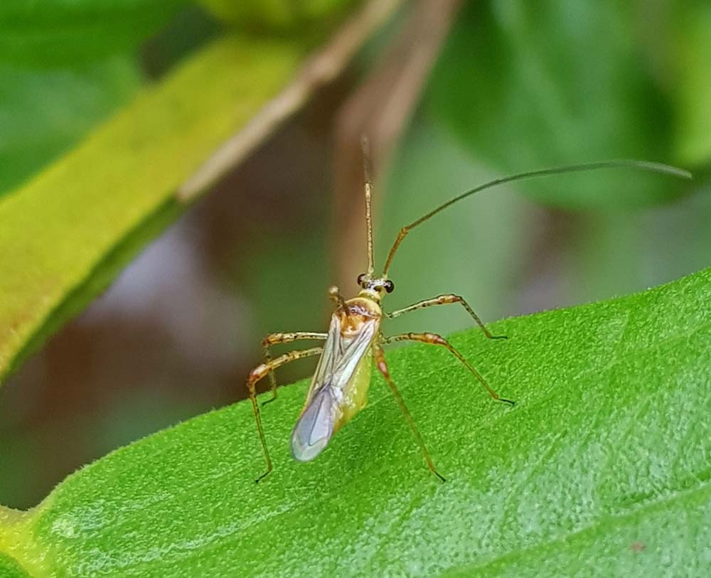 Finding New Ways to Combat the Tea Mosquito Bug World Tea News